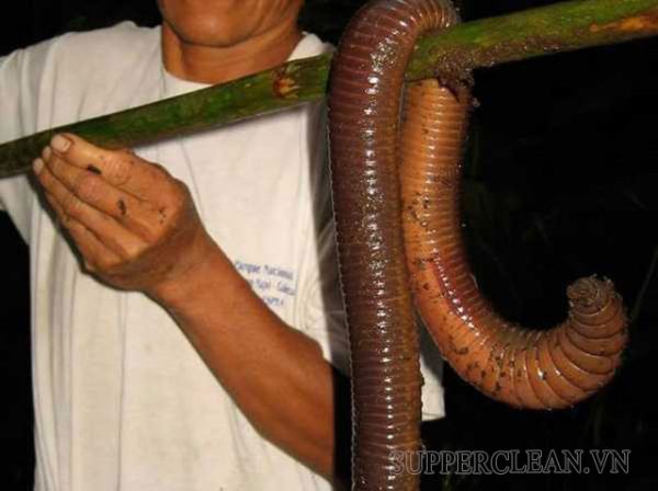 Giun đất có vai trò và tác dụng gì? Giun đất di chuyển như thế nào?