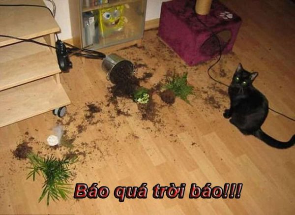 Báo thủ là gì? Vì sao báo thủ hot trên MXH | Supperclean