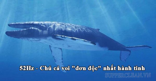 52Hz là gì? Huyền thoại về “kẻ lạc lõng” với hành trình đơn độc
